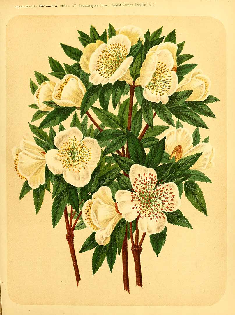 HOW TO GROW EUCRYPHIA X INTERMEDIA 'Rostrevor' |The Garden of Eaden