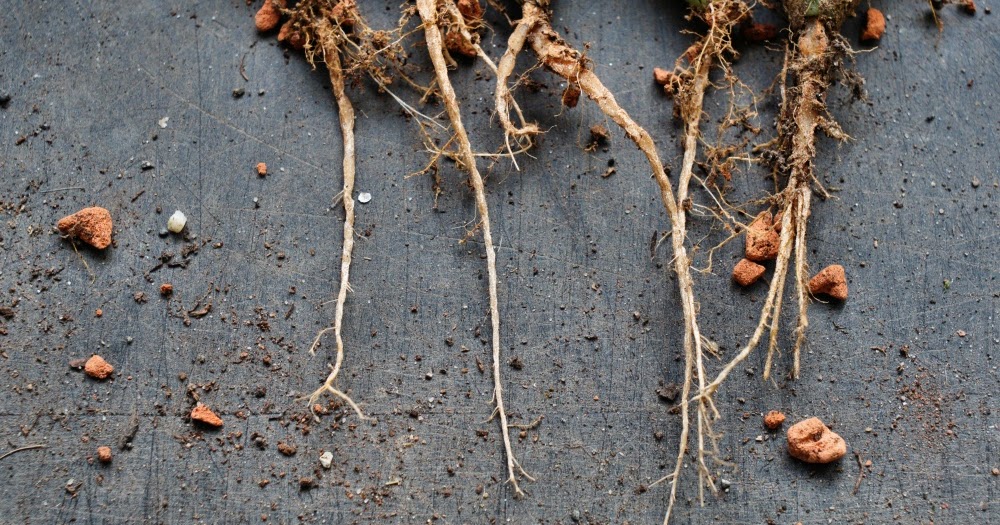 Growing Lithops: Roots