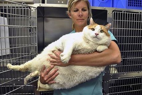Cooinda Cat Resort - Kitty Kapers: The Worlds Heaviest Cat is Australian