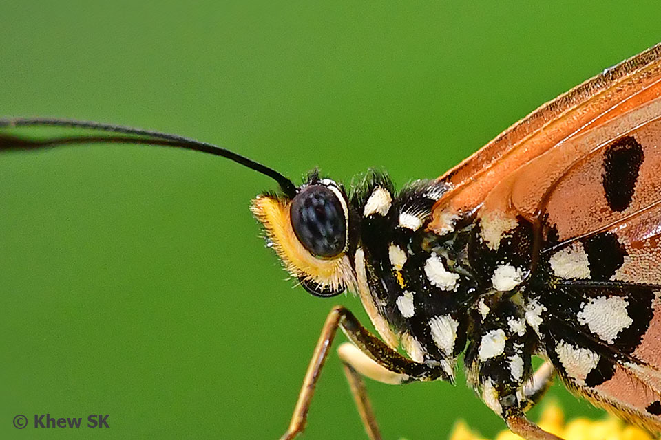 Butterflies of Singapore: The Butterfly Labial Palps