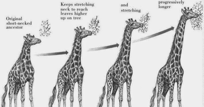 JERMAD: LA EVOLUCIÓN DE LAS ESPECIES