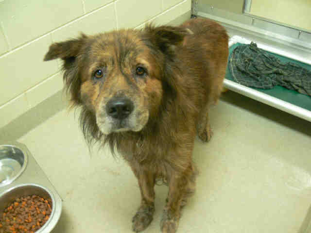 Hearts to the Rescue