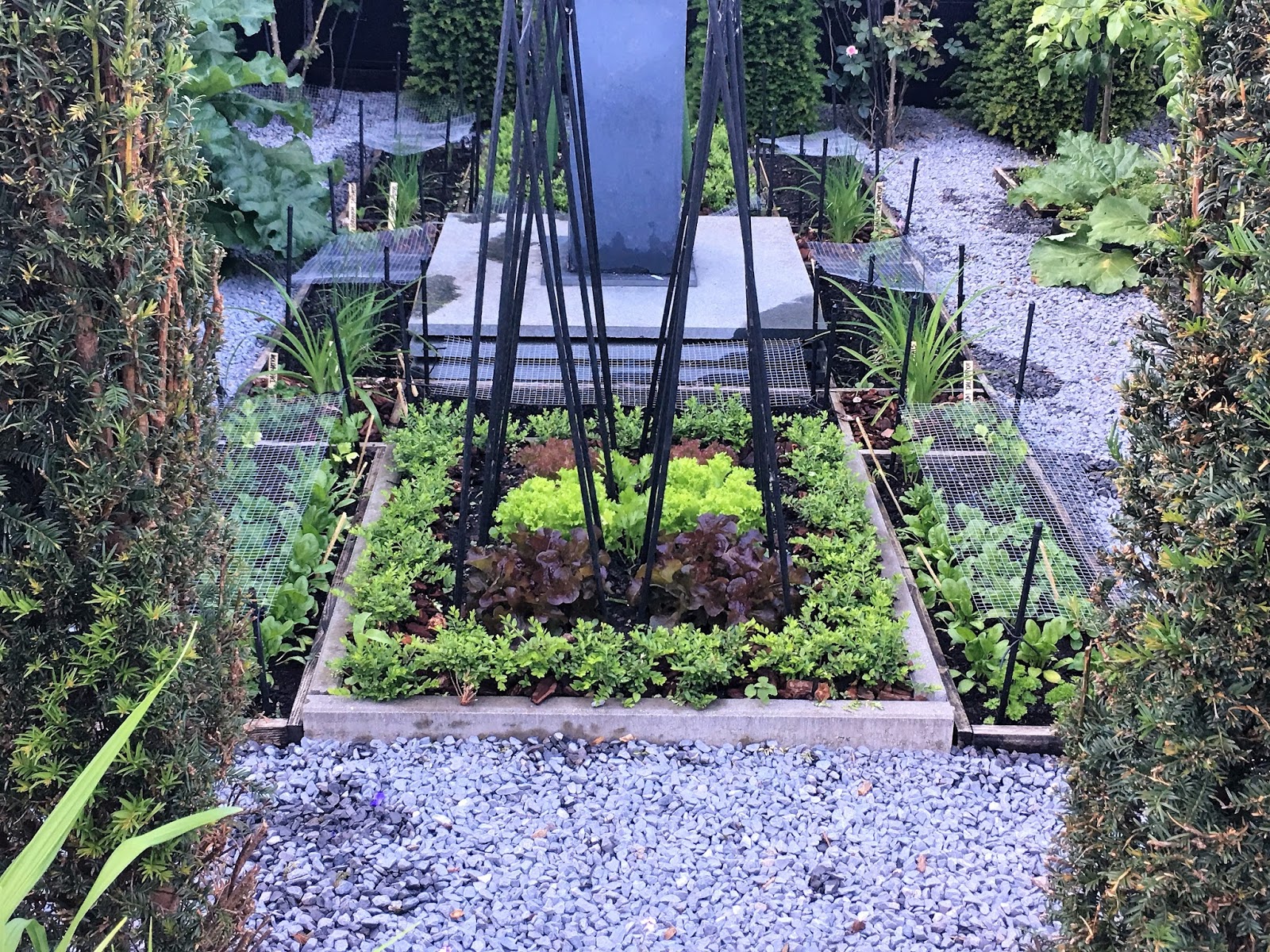 Potagerie in Maastricht: 25.05.2017 > Lettuce can be harvest...