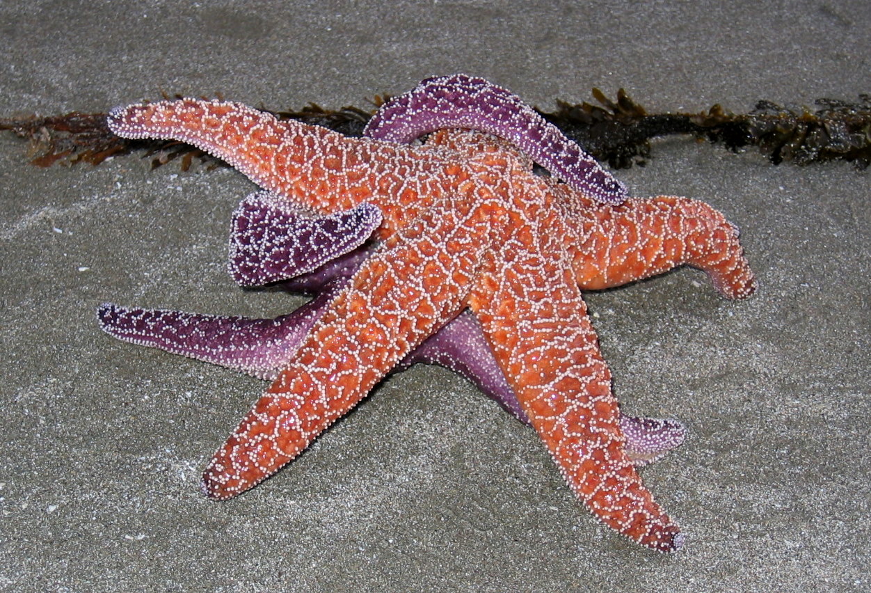 Deformutilation: Starfish