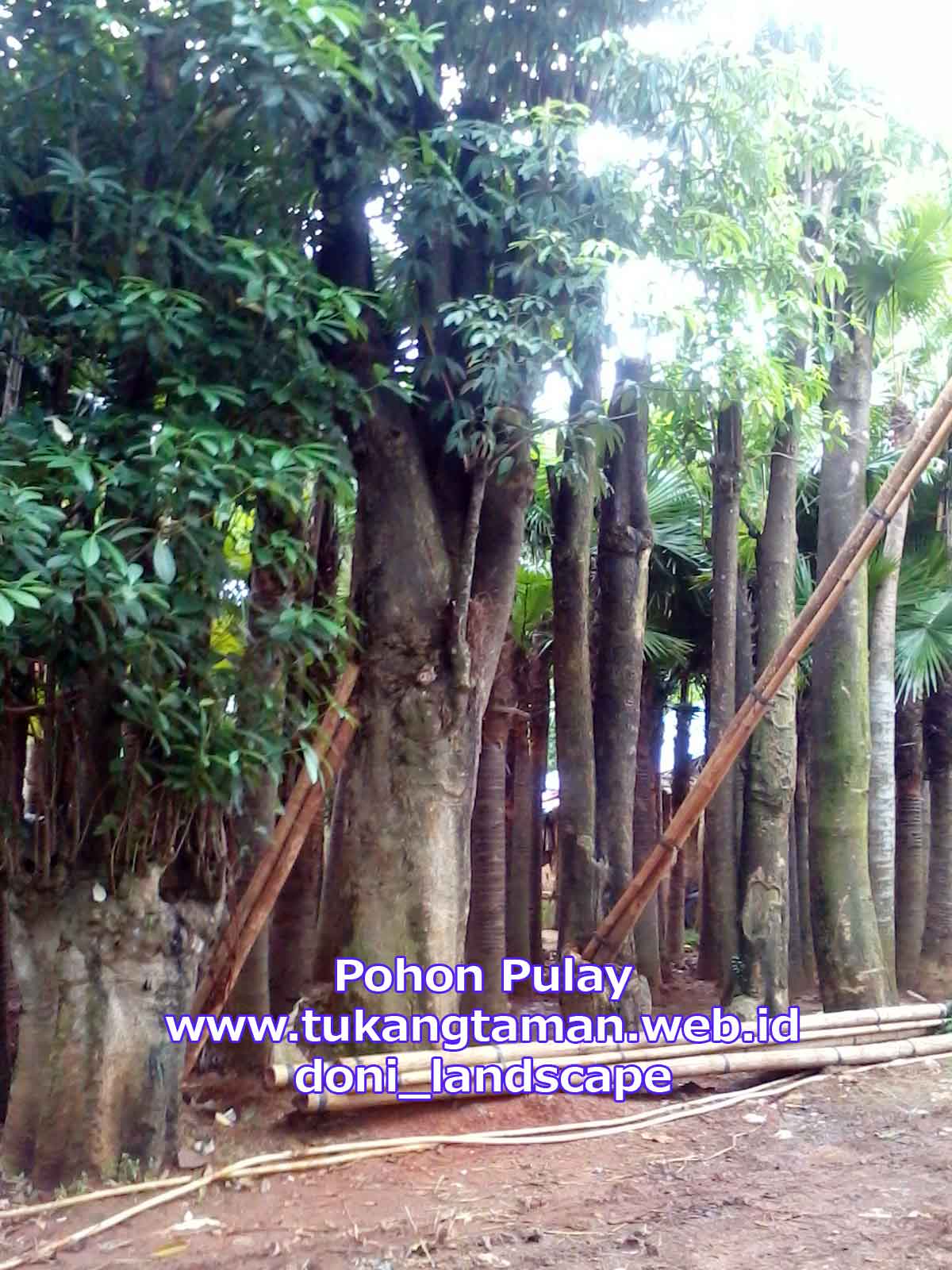 Jual Pohon Pule | Supplier Pohon Pulay Murah | Tanaman Pulai | Pohon ...