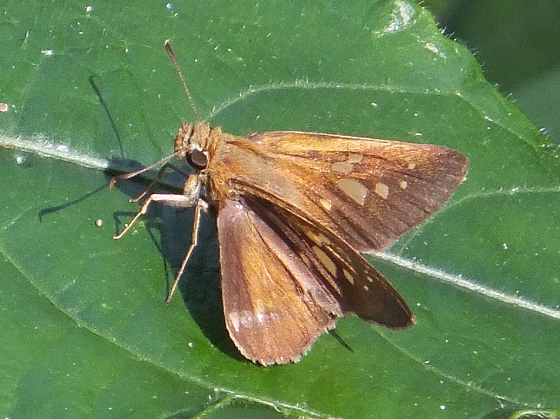 Hesperiidae Butterfly (Skipper)