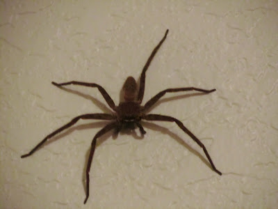 Pointless Paradise: Cane Spider