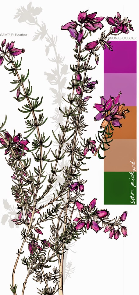 Planet Sam: Colour from the season - Bell Heather purple