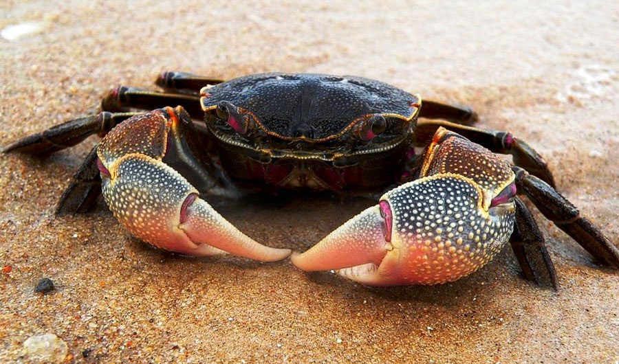 EKOGEO: KEPITING : KRUSTASEA YANG BISA DIKONSUMSI