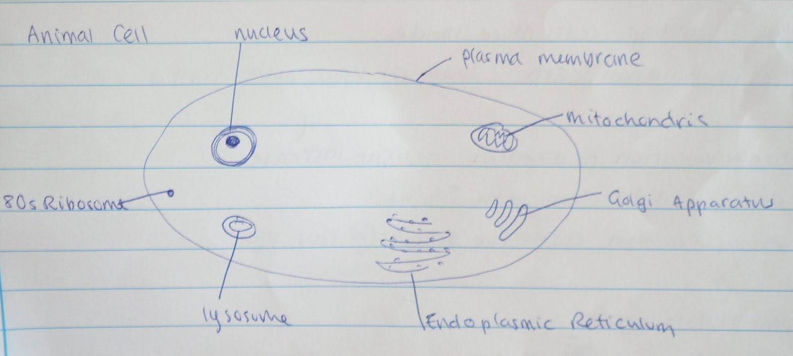 Draw And Label A Diagram Of The Ultrastructure Of Ecoli As An My Xxx Hot Girl