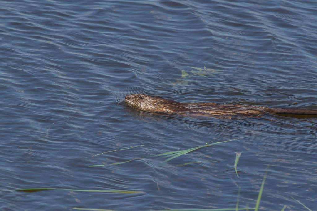 T & L Adventures: Muskrats at Horicon Marsh NWR, WI