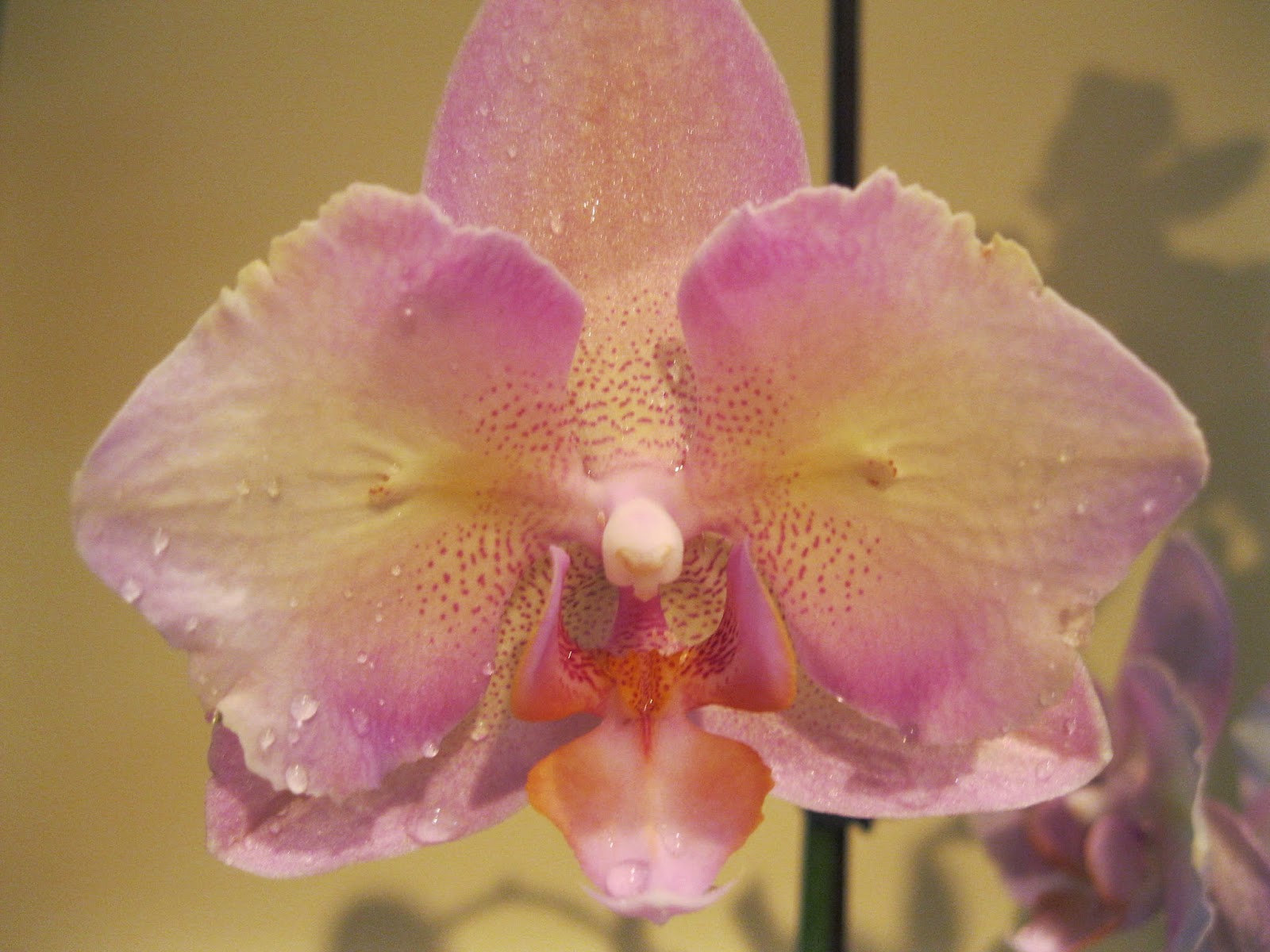 Florile lui Deni: Phalaenopsis Legato, cu cincisprezece bobocei, sosita ...