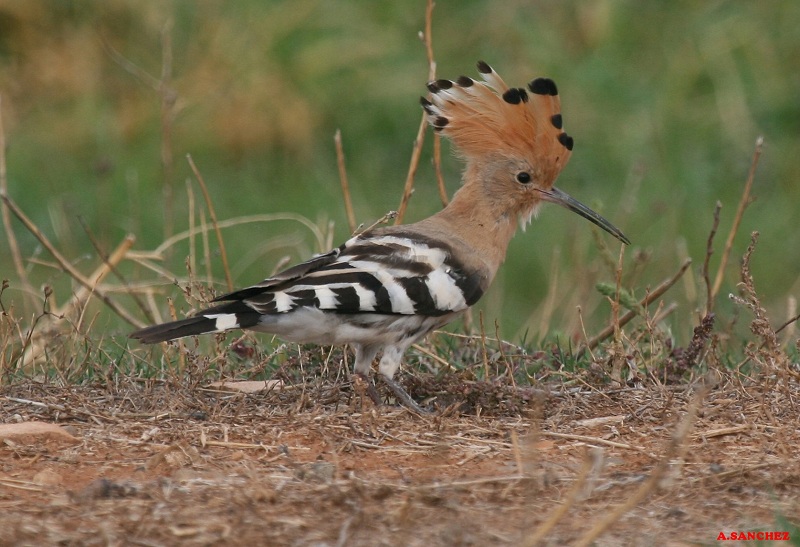 Aves de Aragón : Abubilla