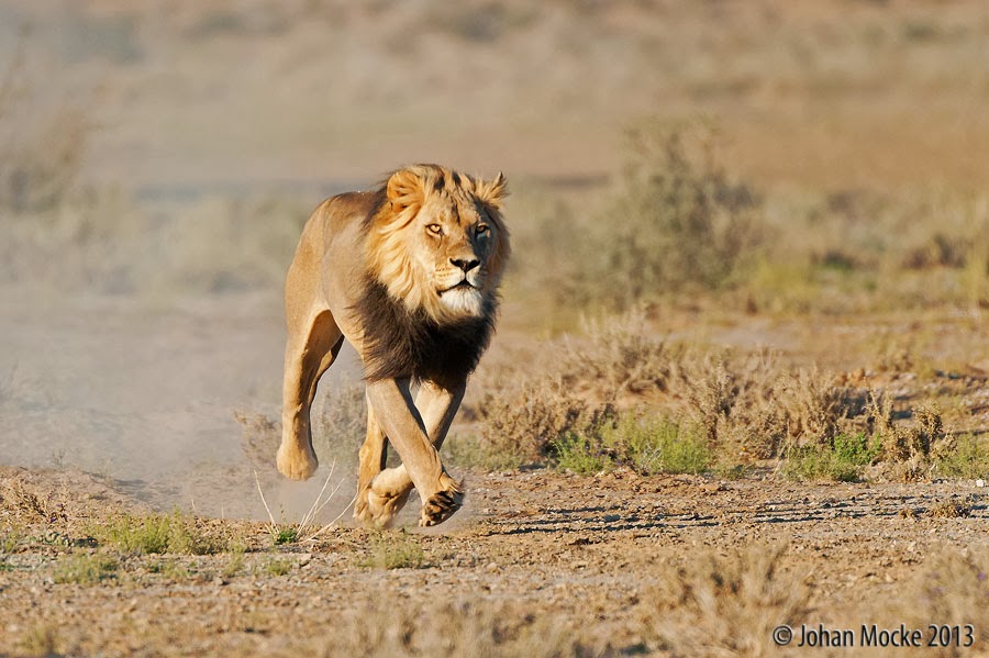 Johan Mocke Photography: "My Lion" for one hour in the Kgalagadi