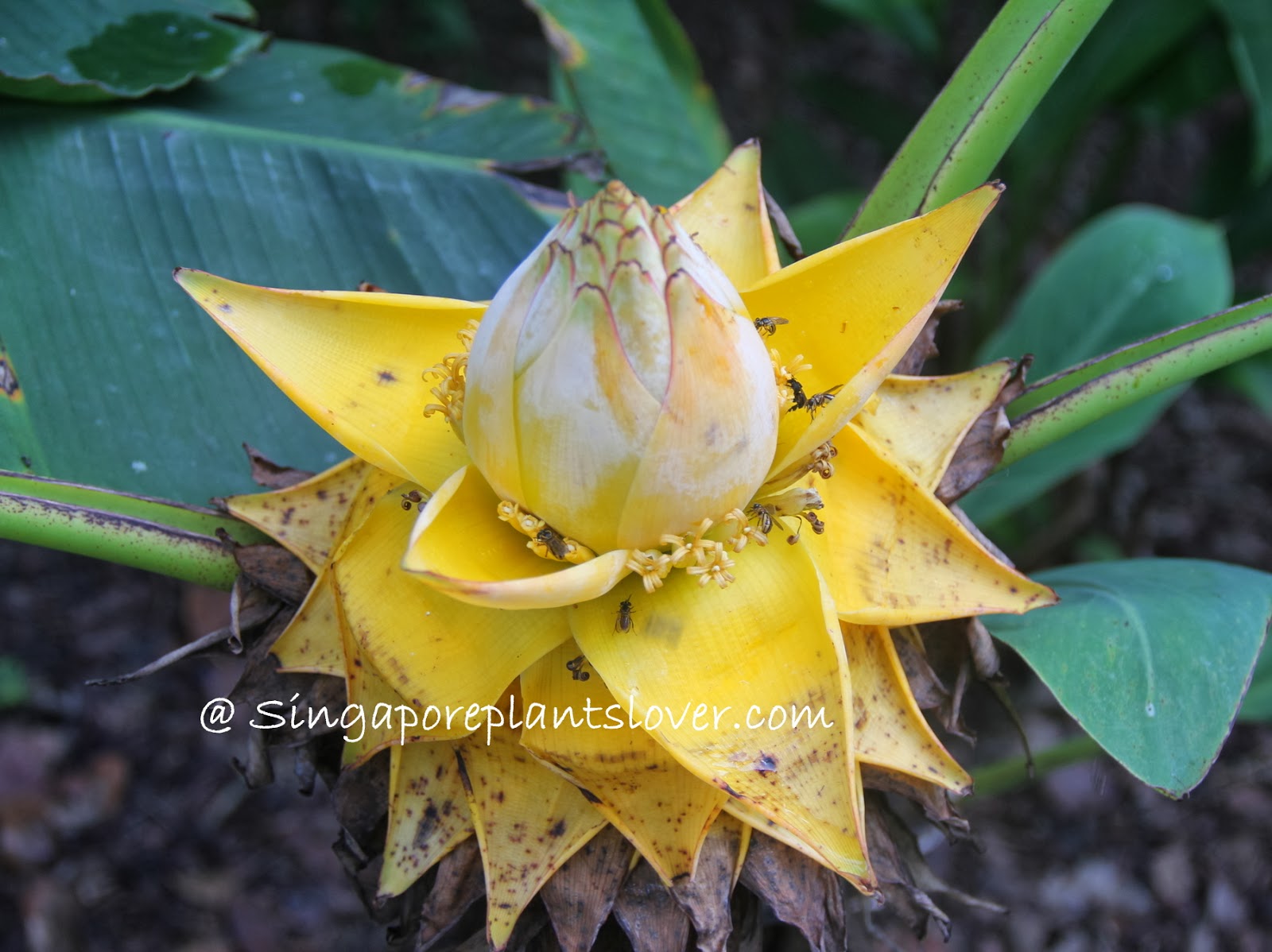 Singapore Plants Lover: Ginger Garden at. Singapore Botanical Garden﻿