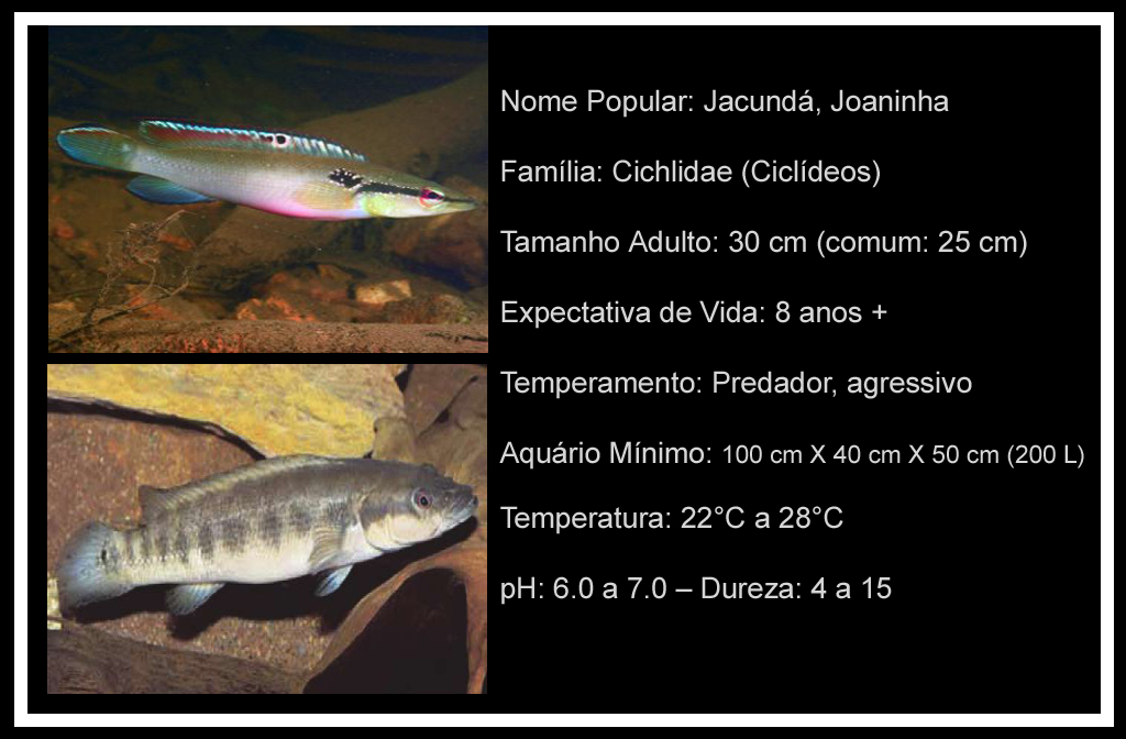 AQUARIO TROPICAL: Jacundá