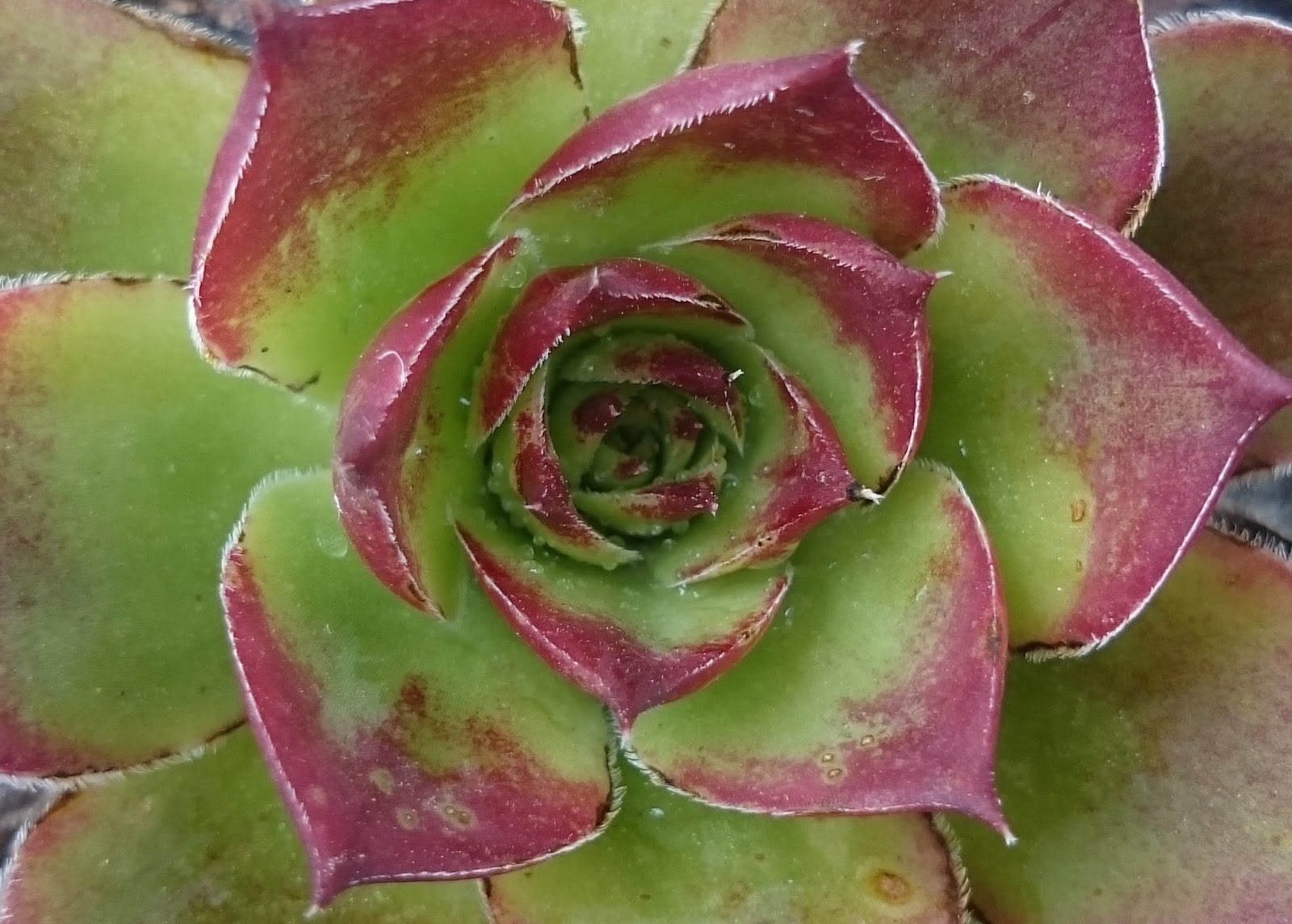 Some Creative Commons pictures I took