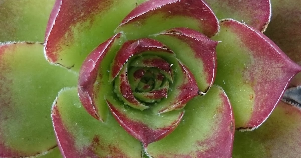 Some Creative Commons pictures I took