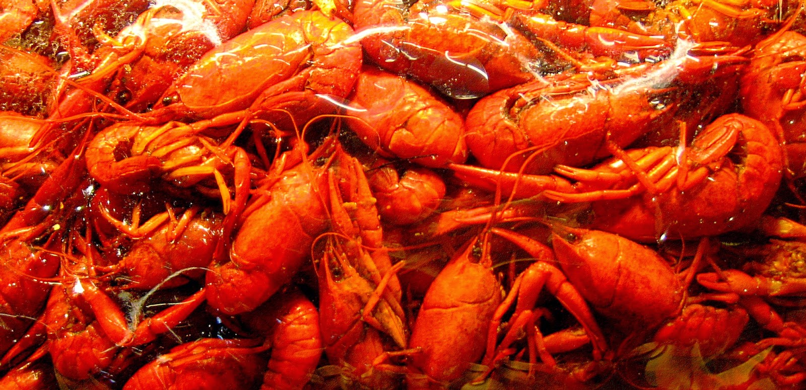 Living Rootless: Louisiana: Toe Biters!