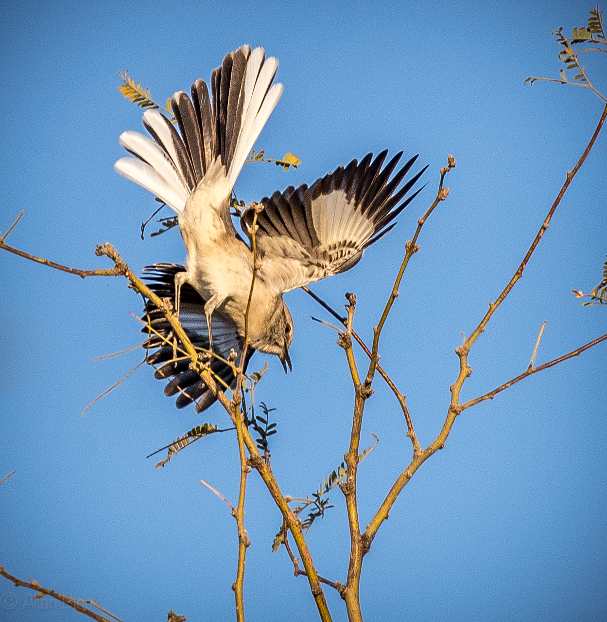 Feather Tailed Stories: Northern Mockingbird