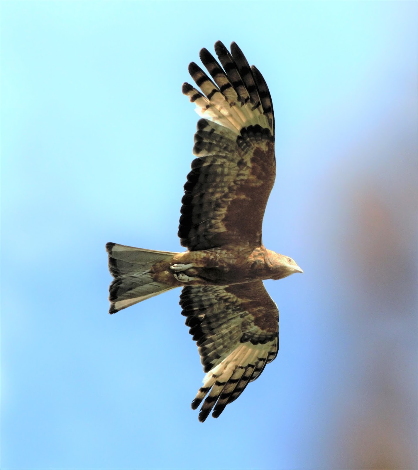 sunshinecoastbirds: Square-tailed Kite Nesting on Sunshine Coast