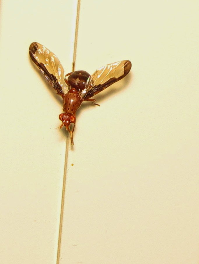 Bug Eric: Picture-winged Flies