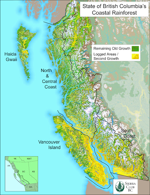 Vancouver Island Big Trees: Protecting Our Ancient Forests