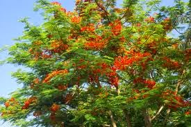 Calachuchi | Phfacts