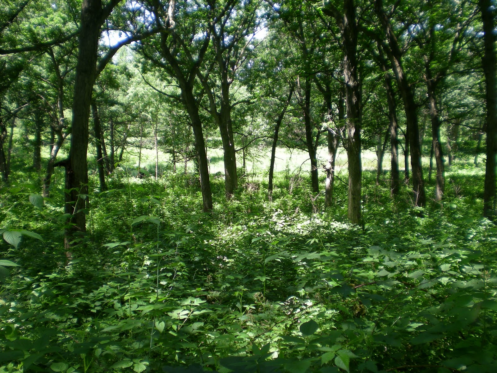 Practical Biology: science for everyone: Eastern deciduous forest dry ...
