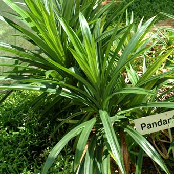 Pandan | Tumbuhan(plant)