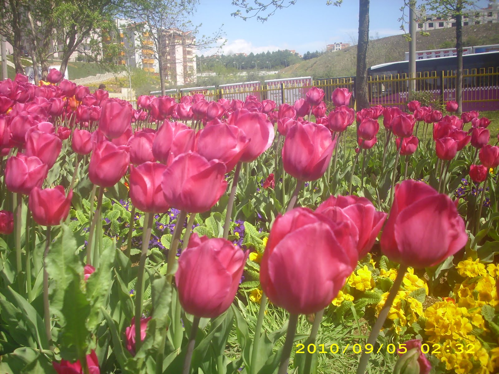MOH KEMBARA: MUSIM BUNGA DI ISTANBUL...TULIP, TULIP, TULIPPPP!