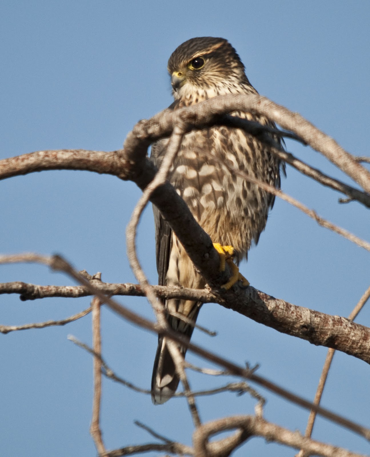 i heart florida birds: Merlin