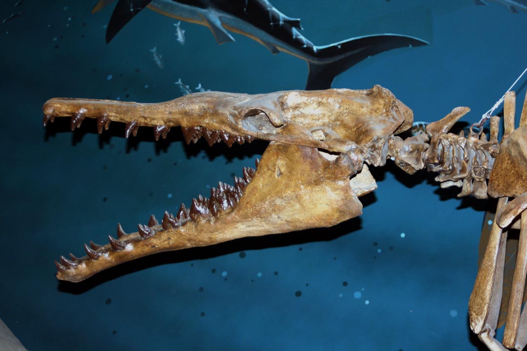 The Coastal Paleontologist: US Research trip part 7: USNM ocean hall ...