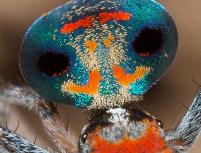 Spesis Labah-Labah Paling Cantik 'Peacock Spider'