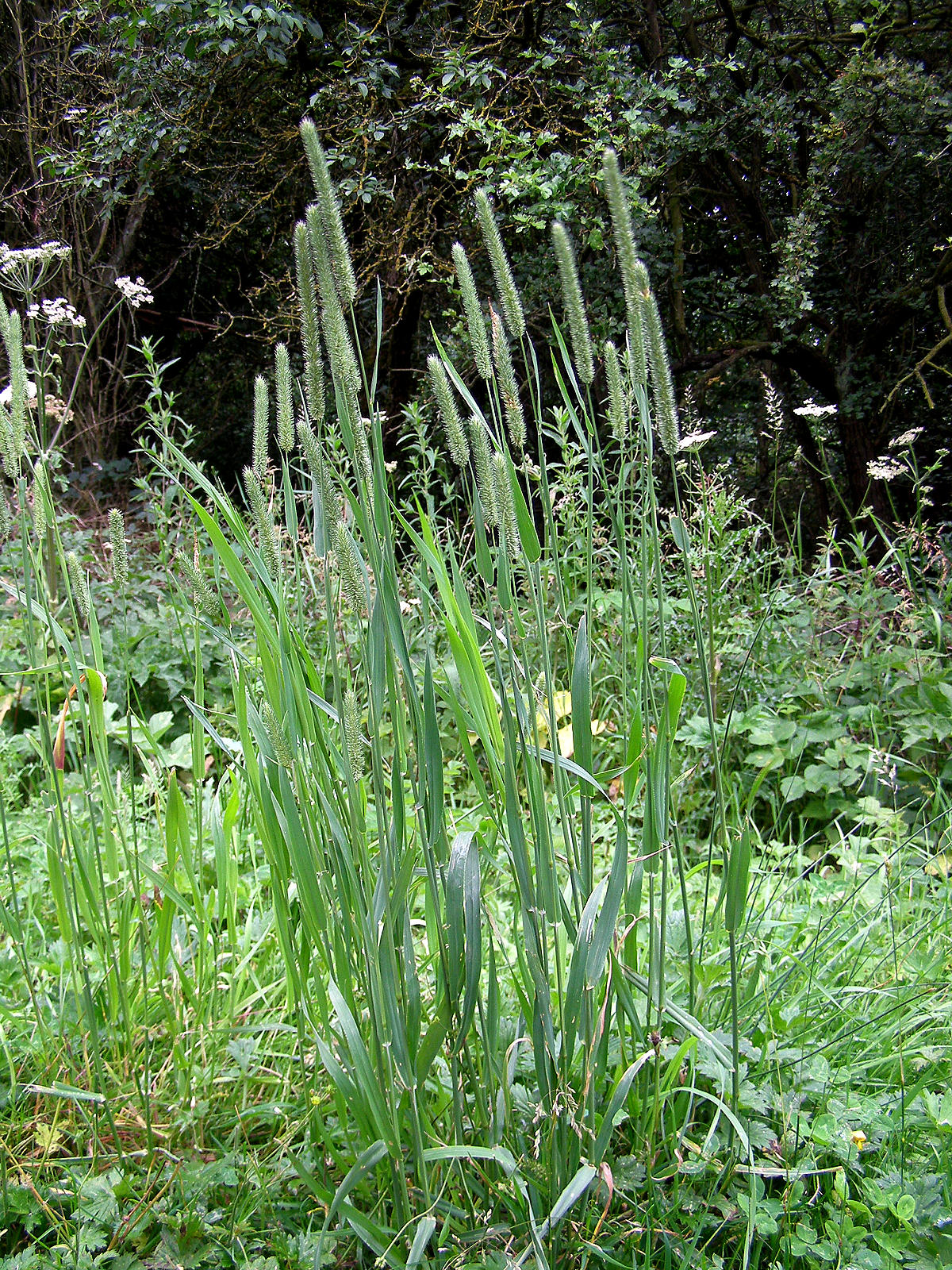 Random Jottings: June 2011