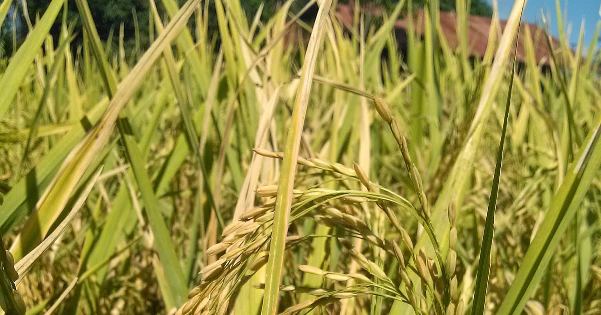 Victory Global Organic Farming System - Rice Protocol | My Daily Business