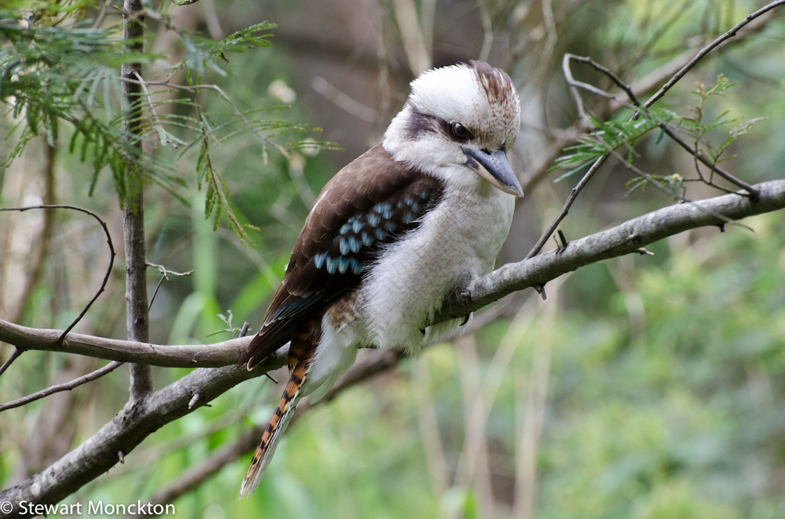 Paying Ready Attention - Photo Gallery: Wild Bird Wednesday 52 ...