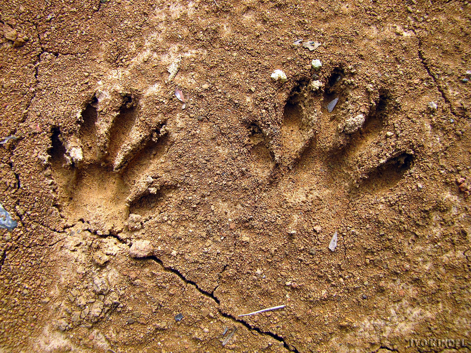 BUTZKE AGRÍCOLA E FLORESTAL - TAIÓ/SC: Pegadas