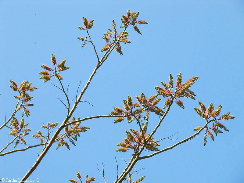 Sangrando en verde: Acrocarpus fraxinifolius, un árbol para el futuro