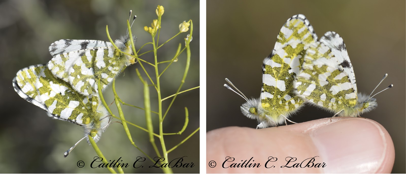 Northwest Butterflies: Desert Marbles!