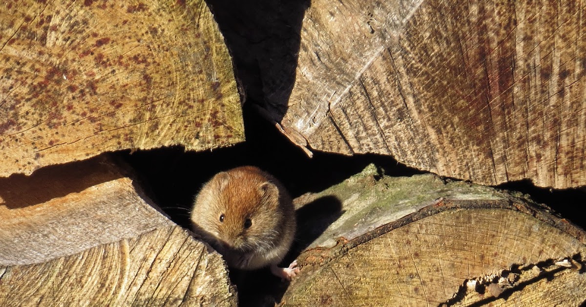 Wycieczkowicz: MYSZA