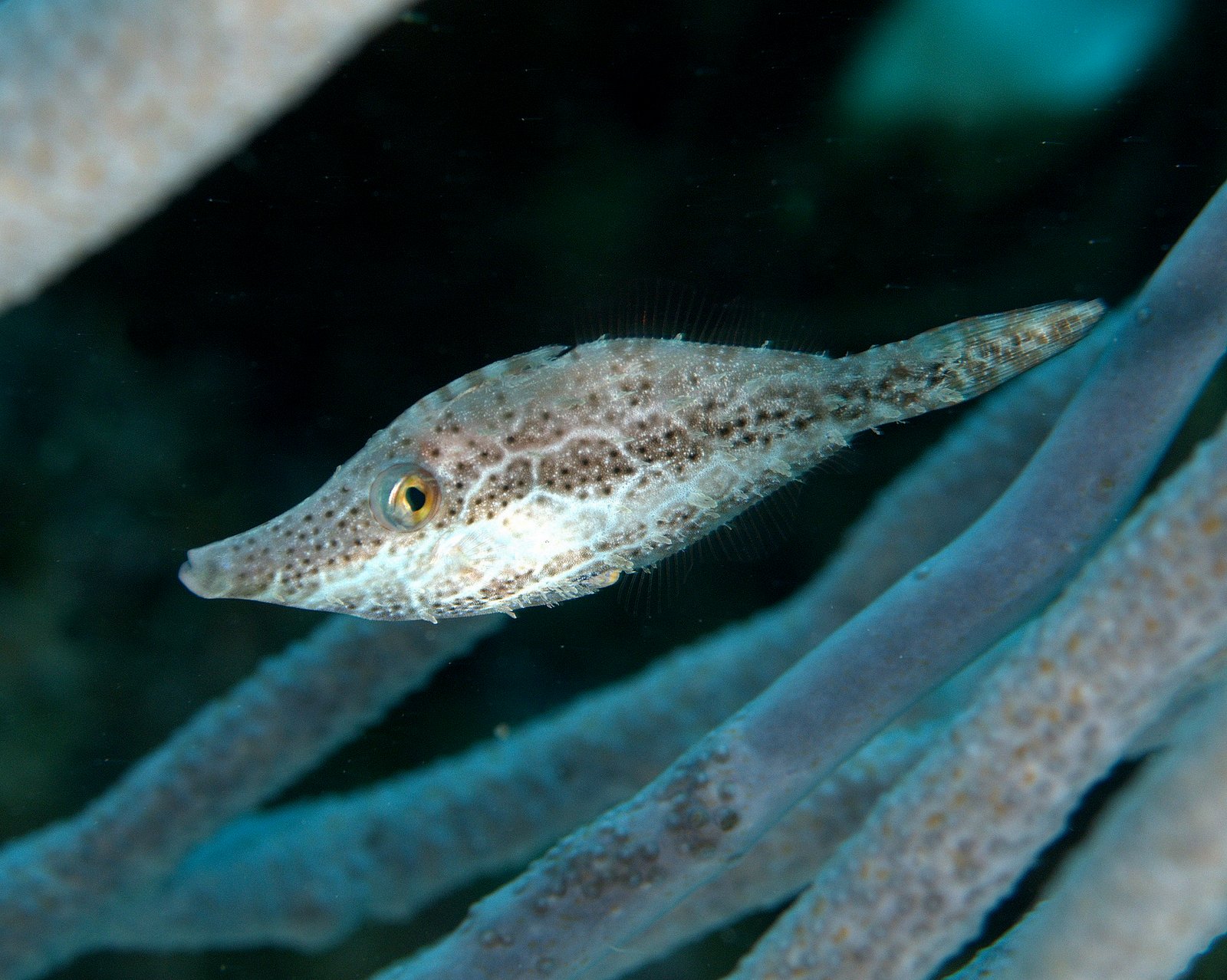 under pressure world: Slender Filefish- Bonaire, N.A.