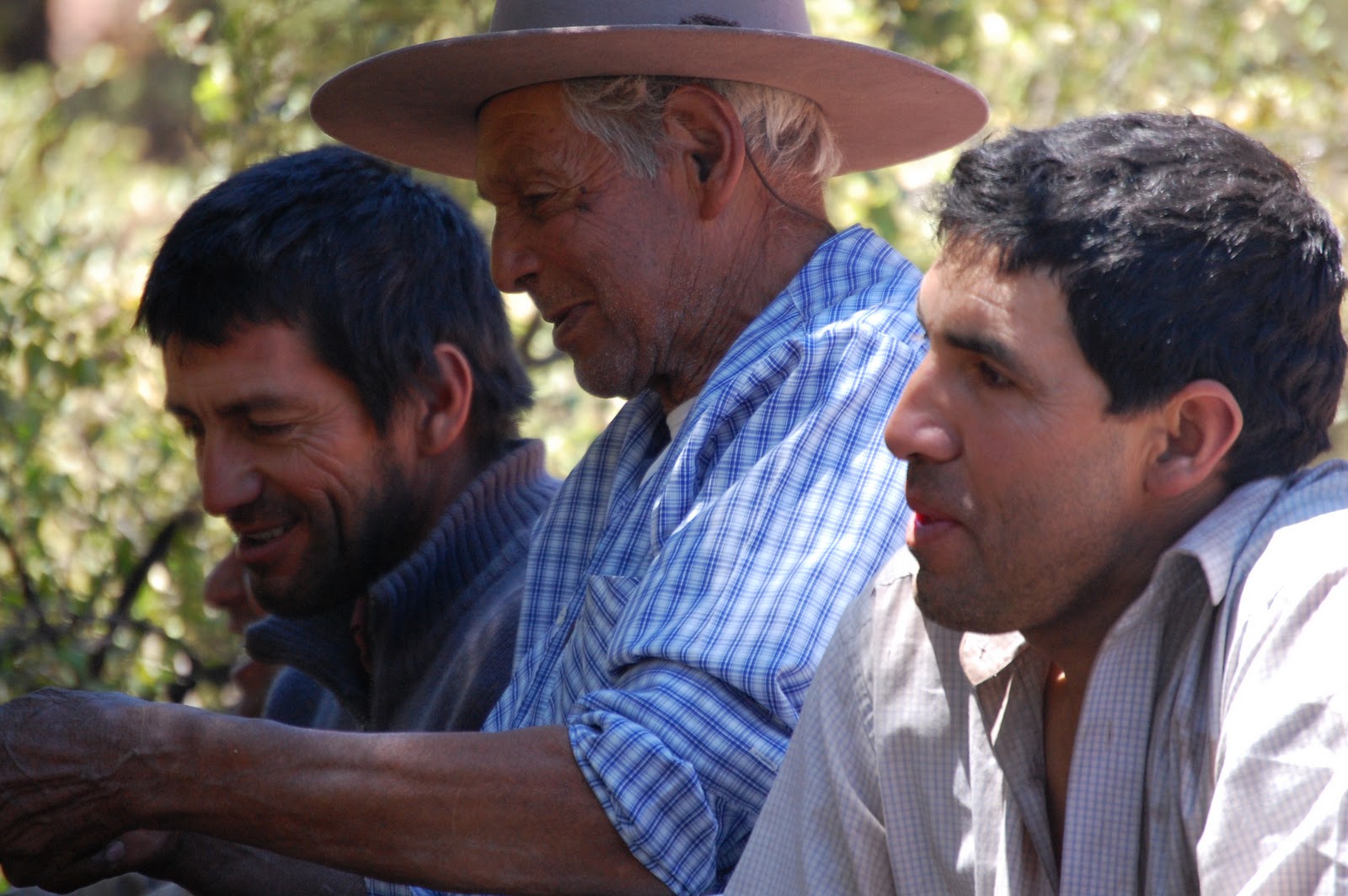 Illapel: EL CALABAZO: EL GANADO DE LOS PARCELEROS DE HUINTIL