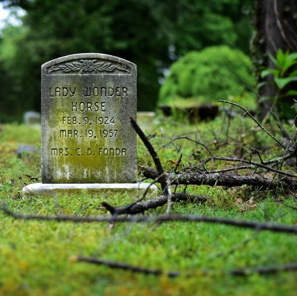 Strange Company: Lady, the Wonder Horse