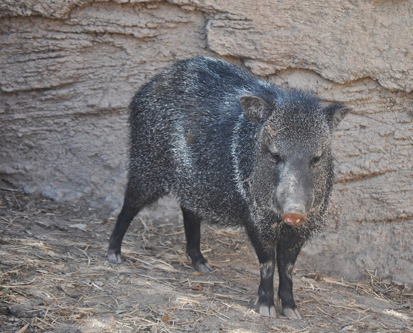 ZOOTOGRAFIANDO (6.100 ANIMALS): PECARI DE COLLAR / COLLARED PECCARY ...
