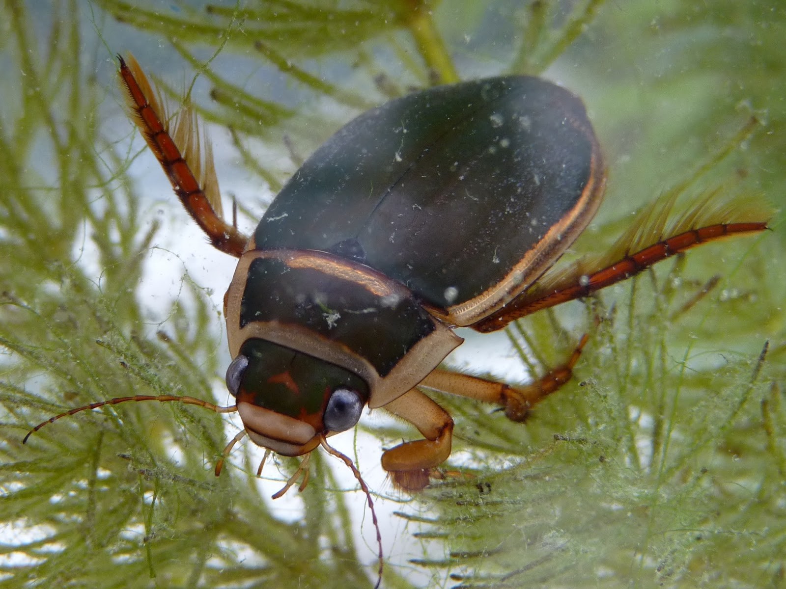 FAUNA-CERCANA: 11 - ARÁCNIDOS e INSECTOS ACUÁTICOS...