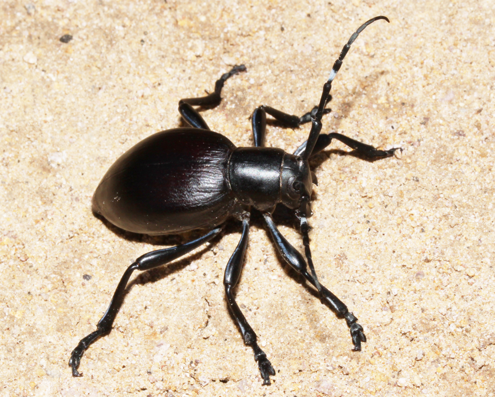 Cuyamaca Woods Mountain Journal: A Diversion to Southeast Arizona: The ...