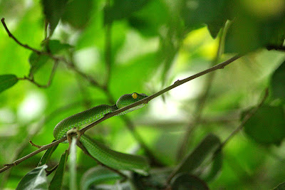 TANG DUNAND: Green snakes