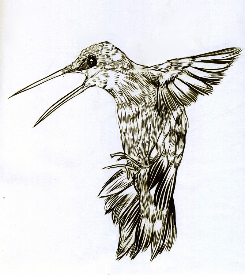 MC drawn: Hummingbird — sketch: brush and ink