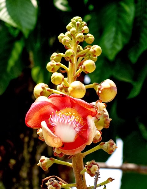 Signing up to chunky flowered trees in Singapore
